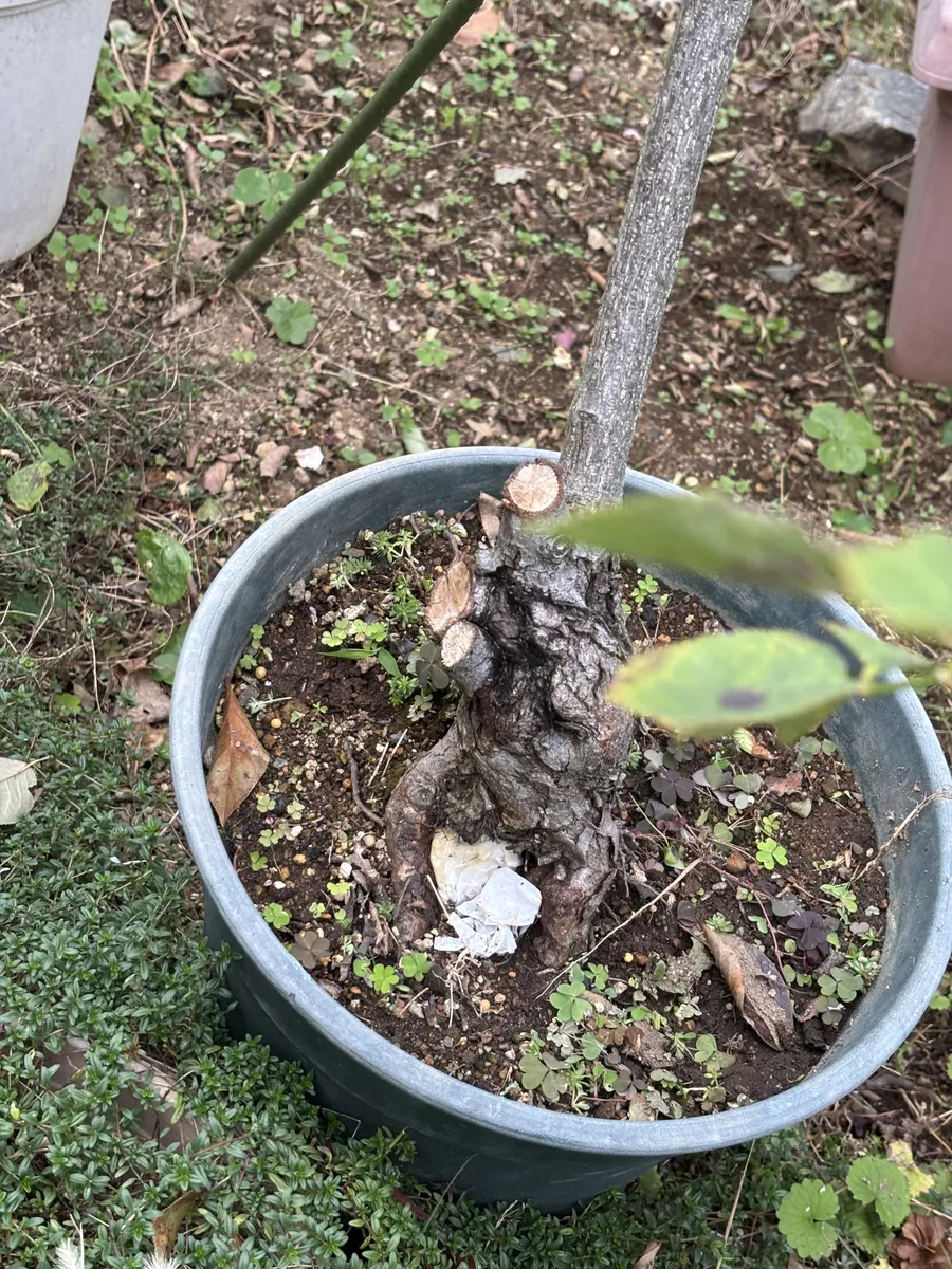 アイスバーグ | CAINZ DIY Square