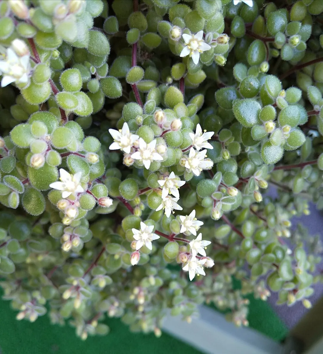 ブロウメアナ💮ランナーの成長 | CAINZ DIY Square