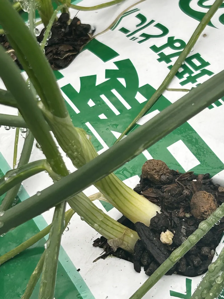 あまたま早生🧅袋栽培🌱 | SUNSUNガーデン