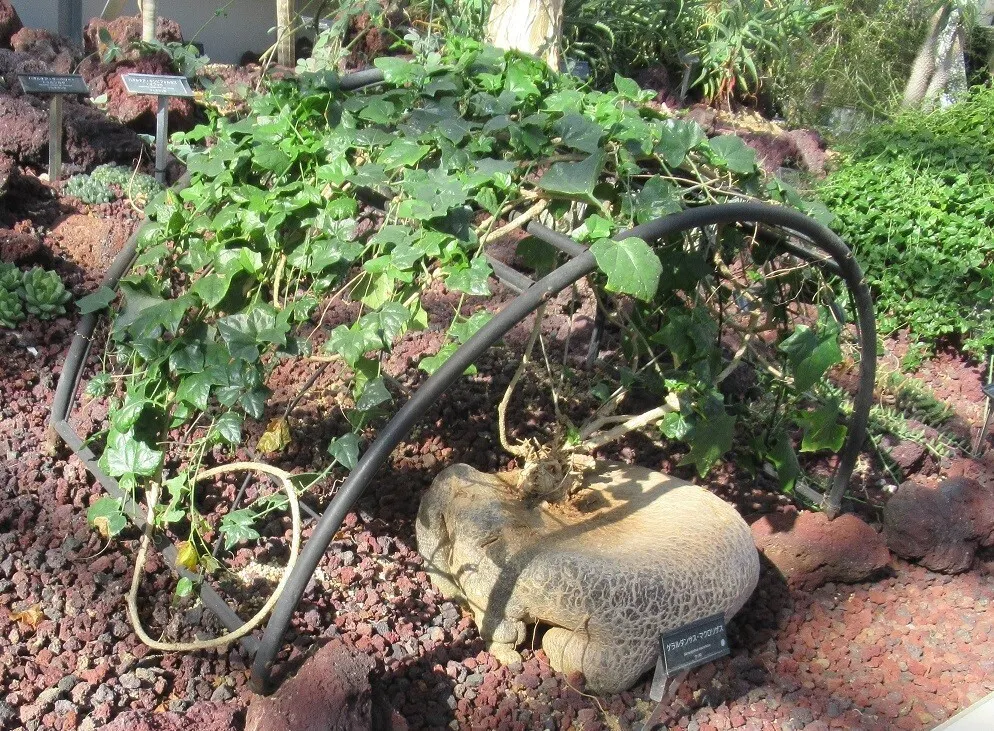 塊根植物とコーヒー | UCCラボ