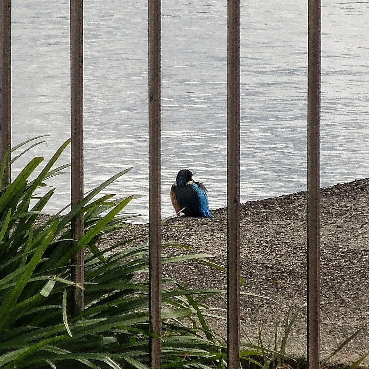 いつもの散歩道🐩 | TORQUE STYLE