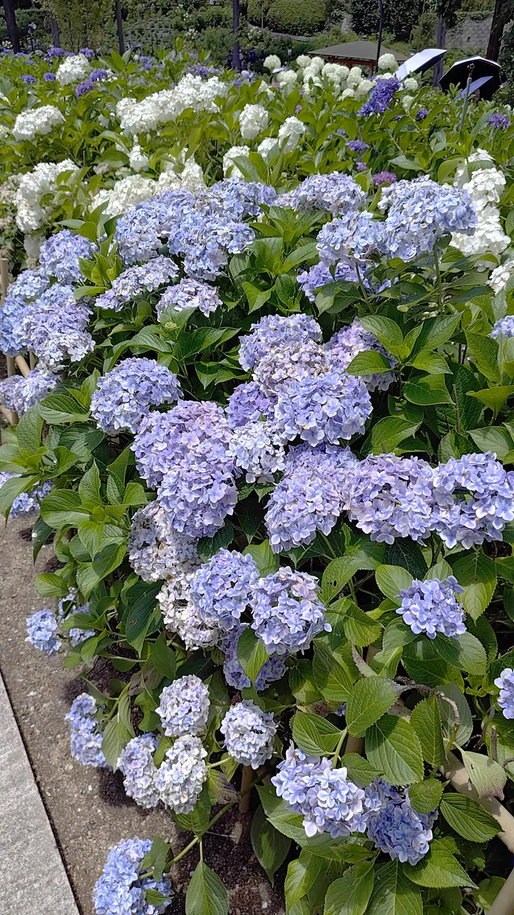 紫陽花 | TORQUE STYLE