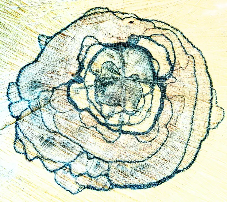 樫の木 | TORQUE STYLE