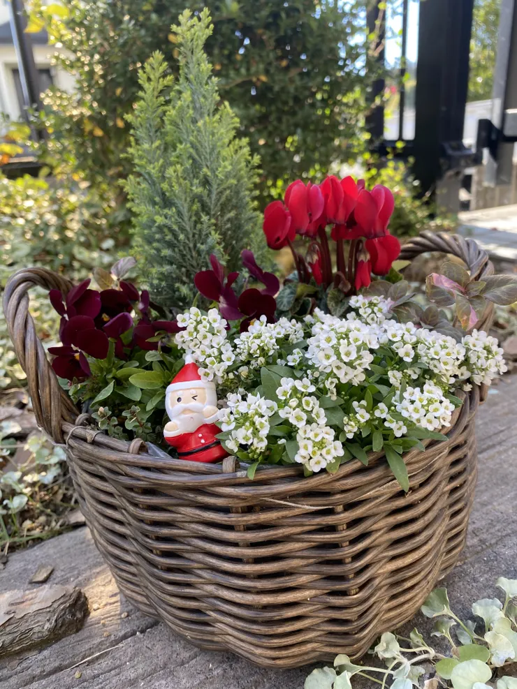 クリスマス寄せ植え | CAINZ DIY Square